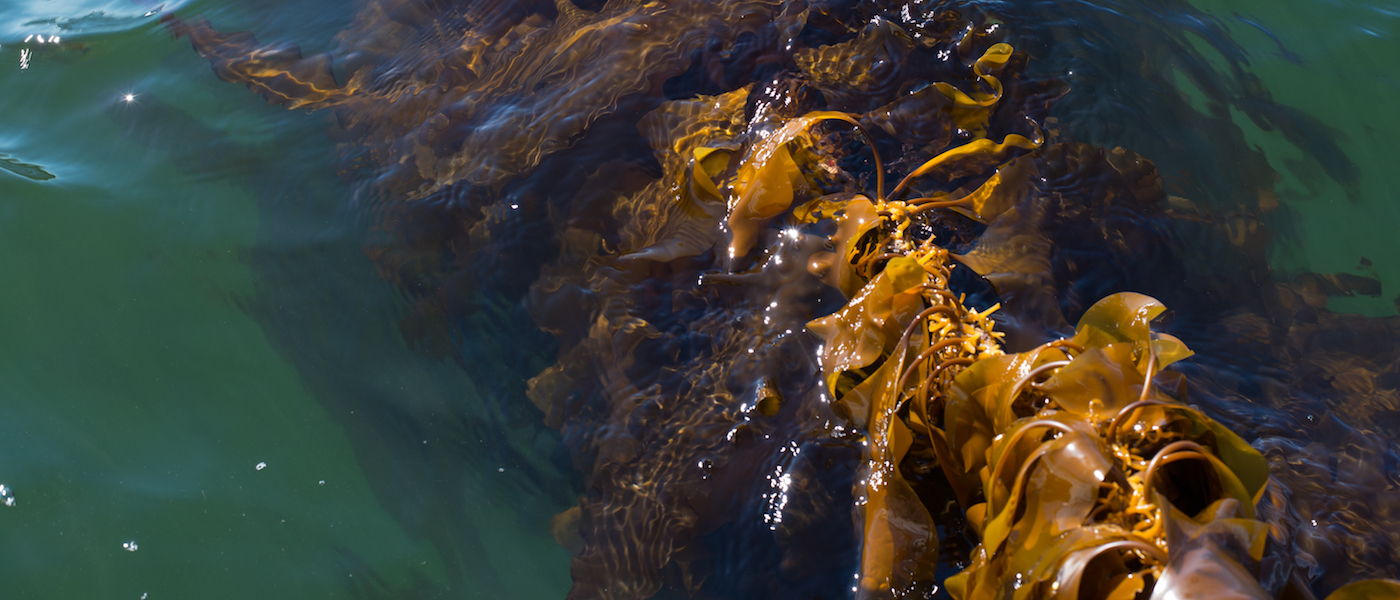 UNE researchers examine kelp farming's benefits to ecosystem | Mirage News