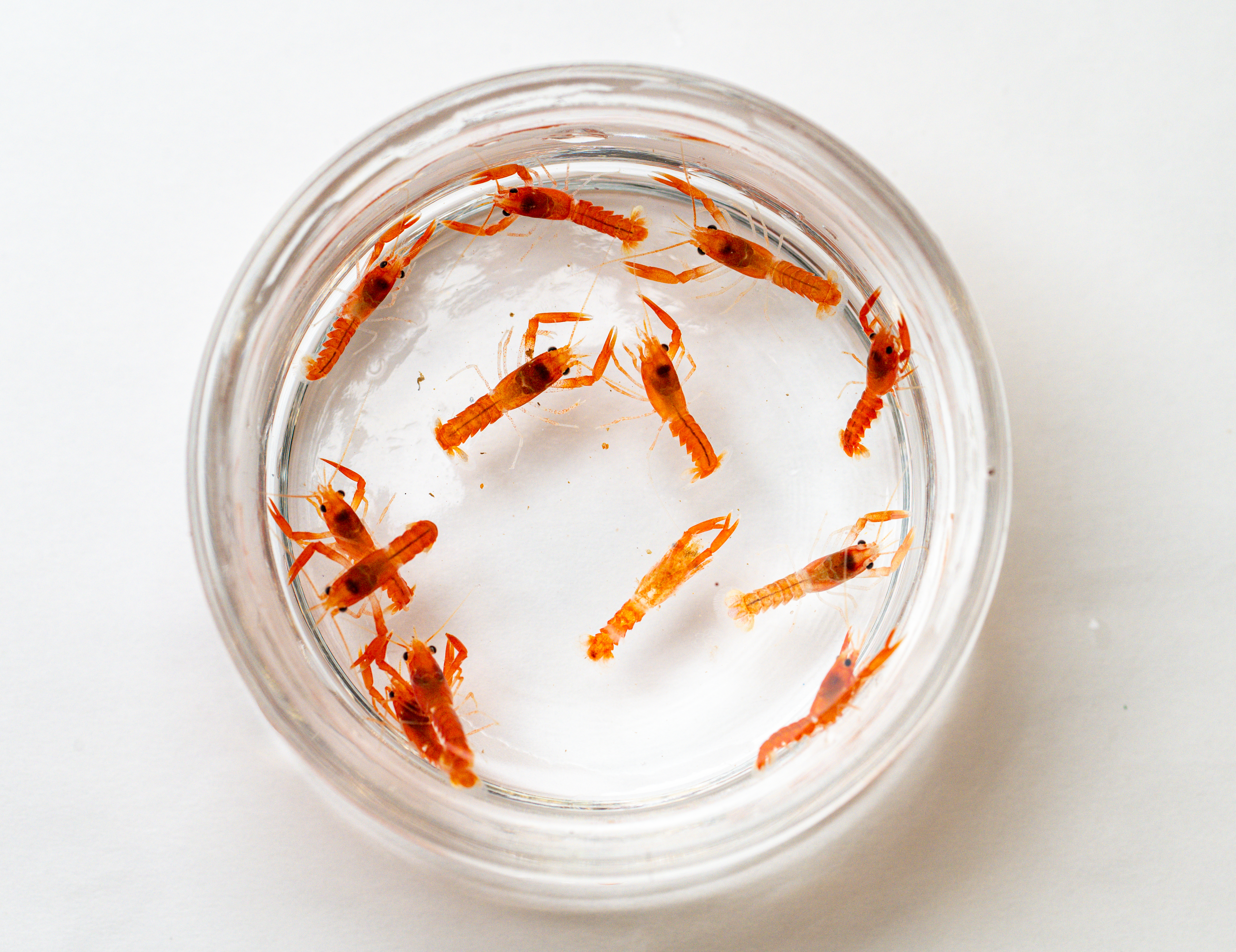 Rare Lobster Hatchlings Will Inform Novel DNA Research at UNE