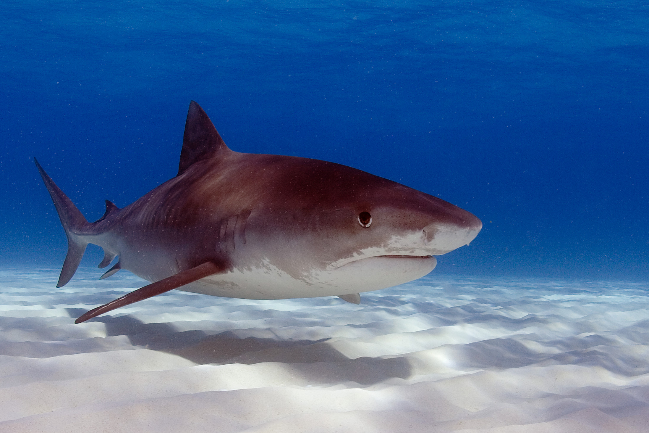 UNE scientist uses high tech ultrasound imaging to study tiger shark ...