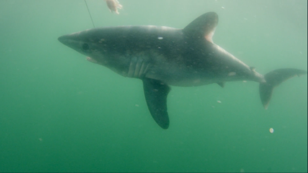 UNE marine biologist puts Maine on the map on Shark Week