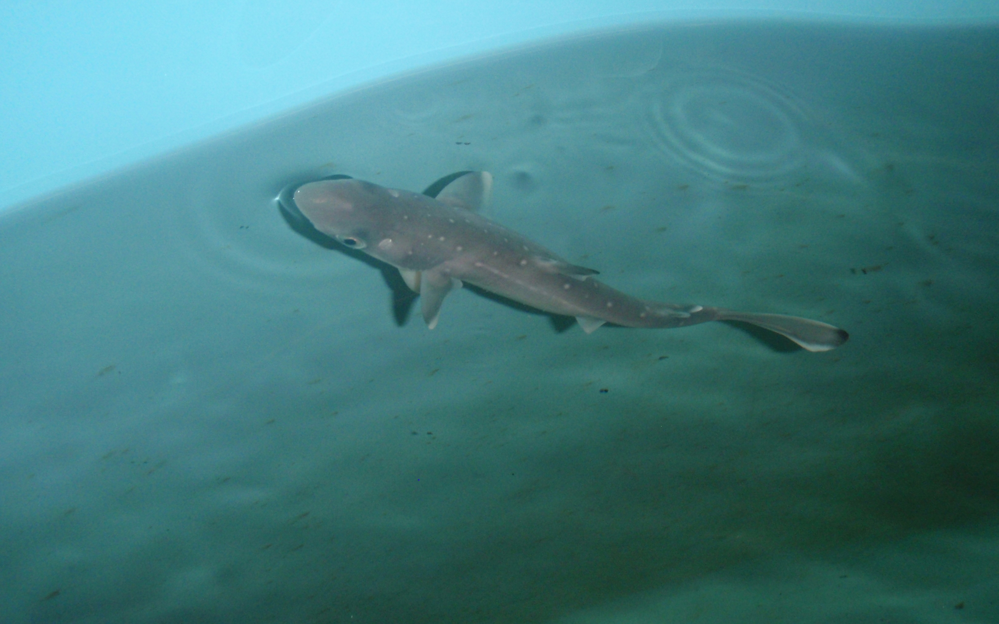 Publication from UNE Marine Science researchers explores the role of ...