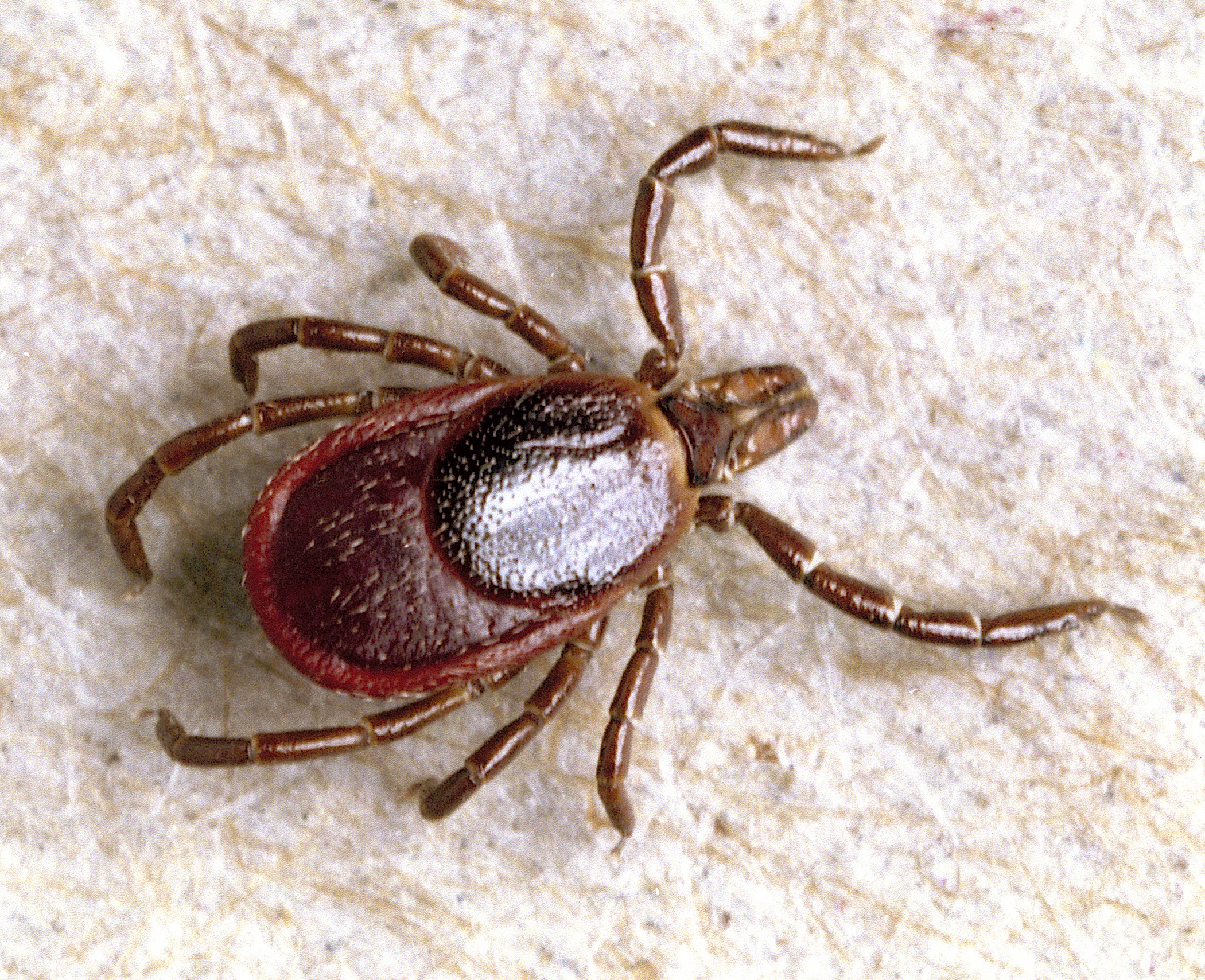 Even in a pandemic, it is still tick season. Here's how to protect ...