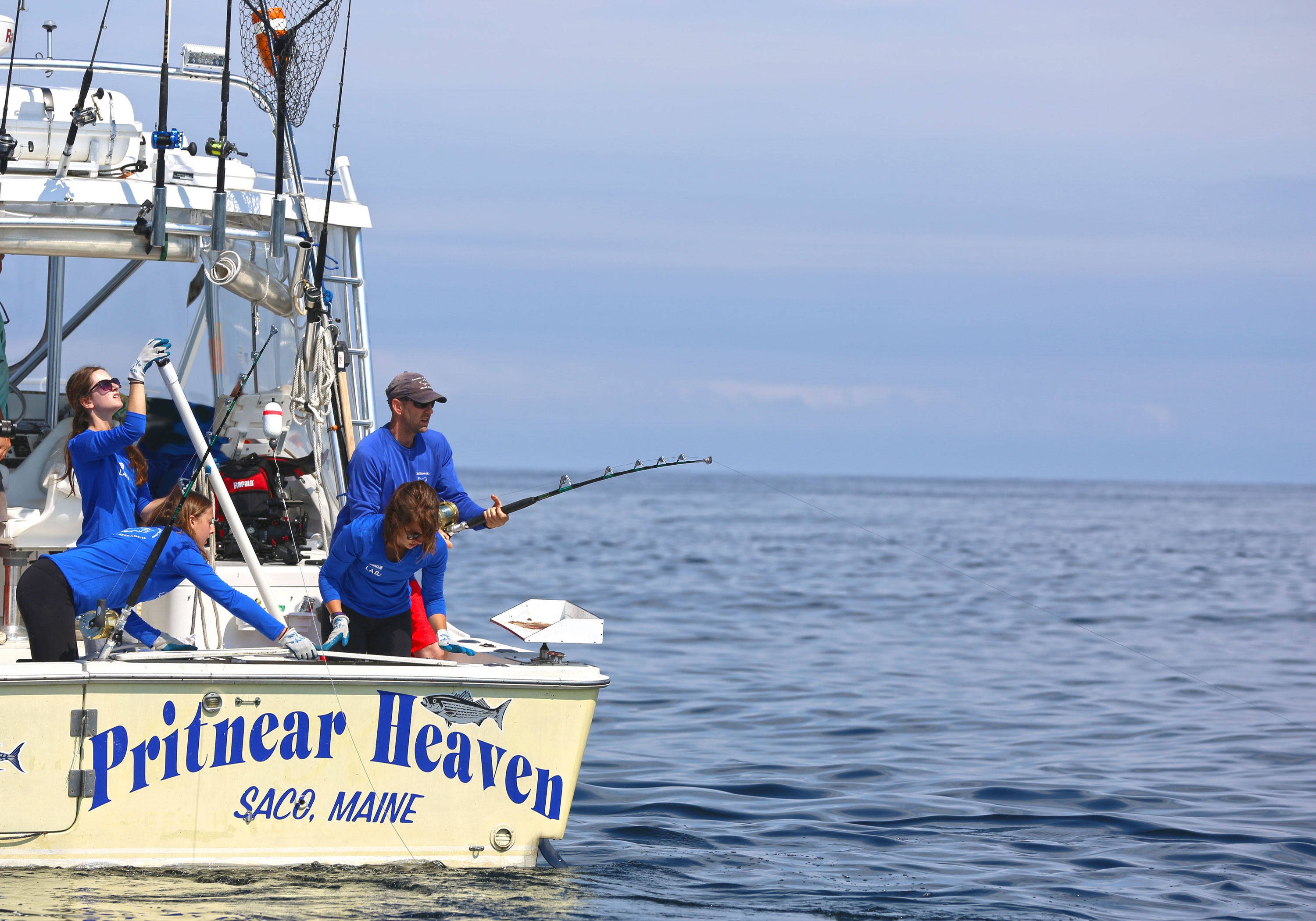 UNE shark research featured on ‘NBC Boston’ ahead of Shark Week