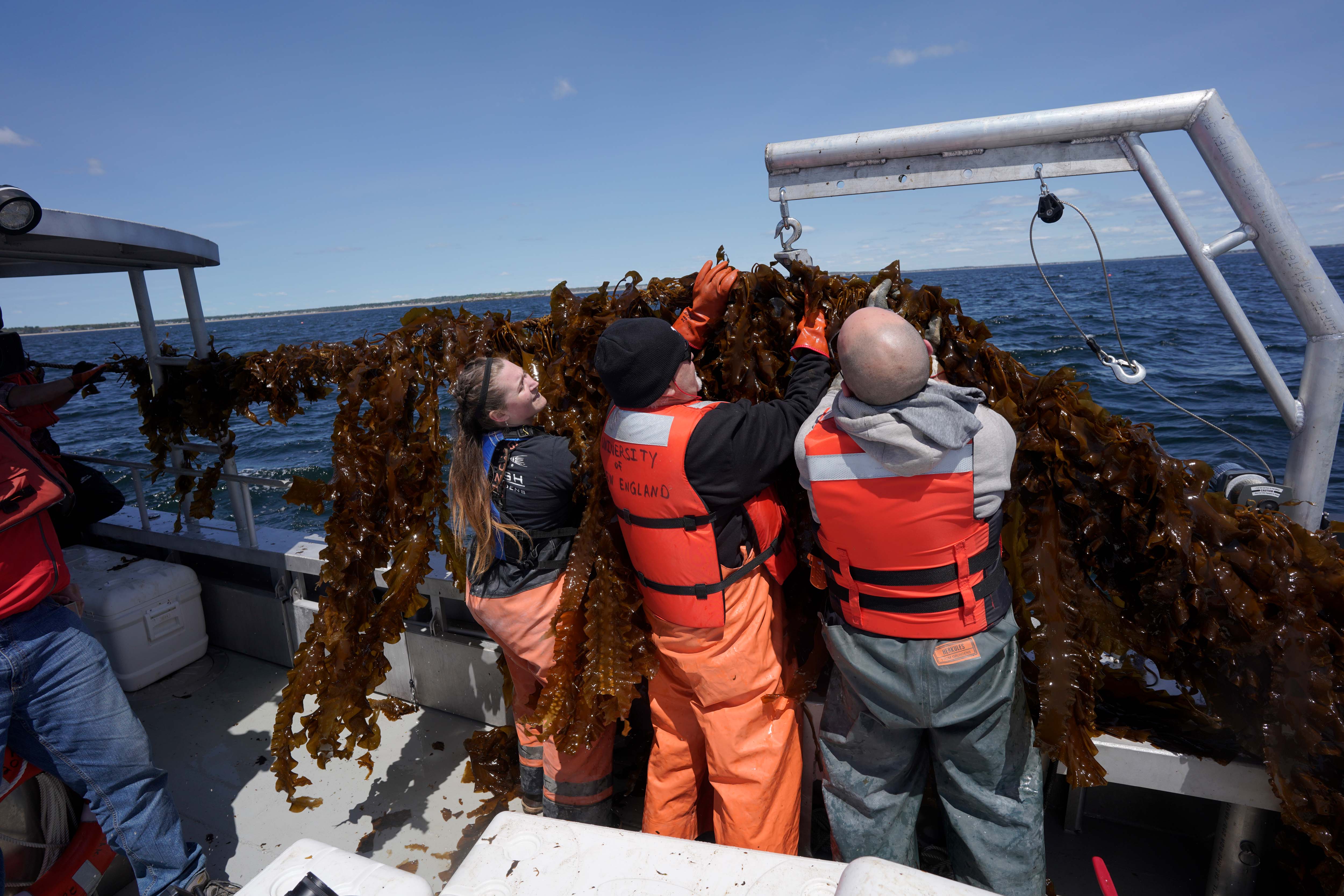 UNE advances kelp research with successful ocean farm harvest
